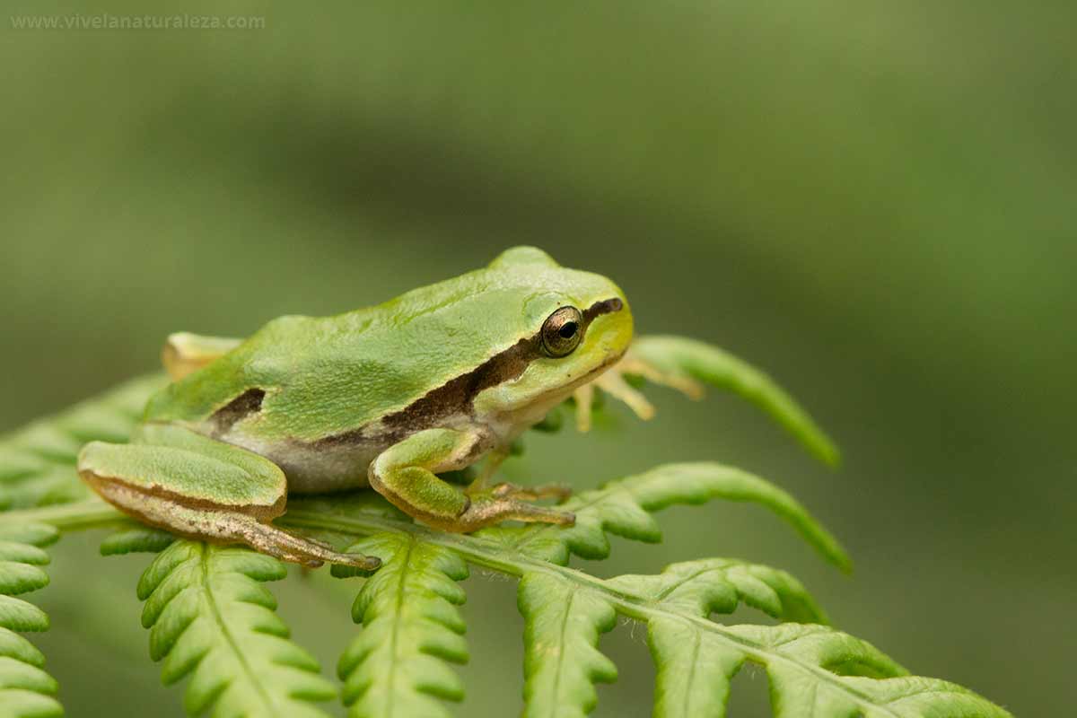 Anfibios - Vive la Naturaleza