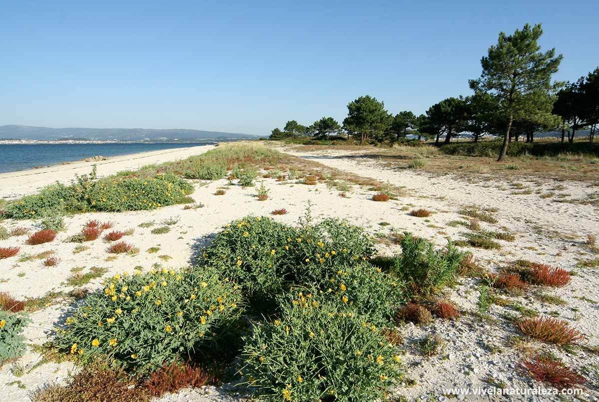Estudio de las playas y la costa - Vive la Naturaleza