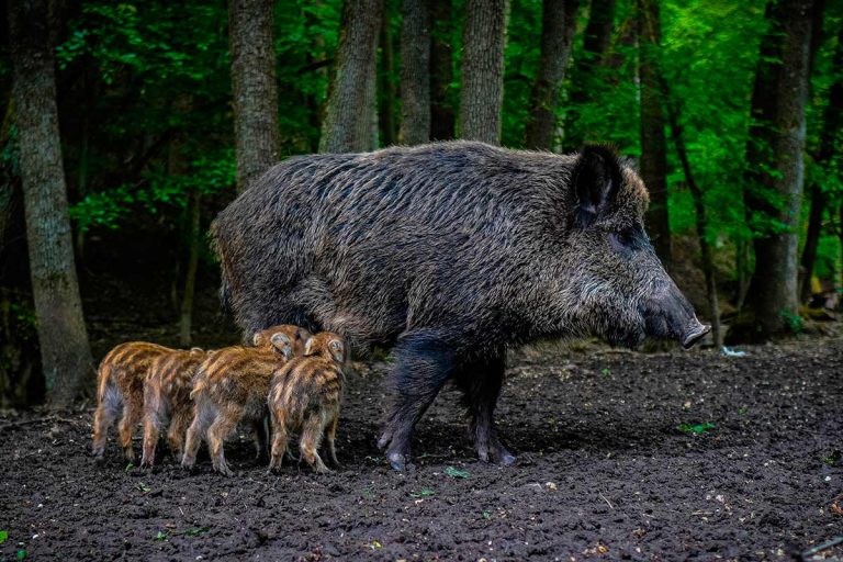 Los secretos del Jabalí - Sus scrofa - Vive la Naturaleza