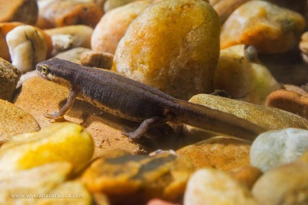 Tritón palmeado - Lissotriton helveticus - Vive la Naturaleza