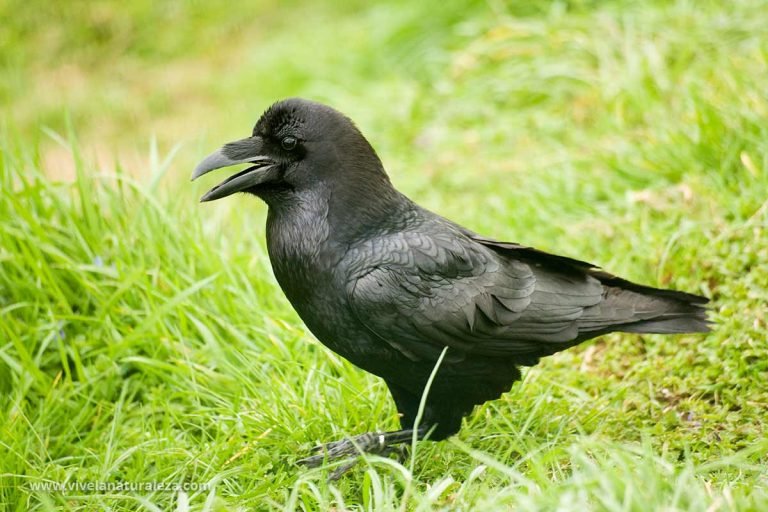 Cuervo - Corvus corax - Vive la Naturaleza