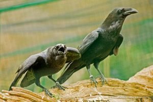 Cuervo - Corvus corax - Vive la Naturaleza