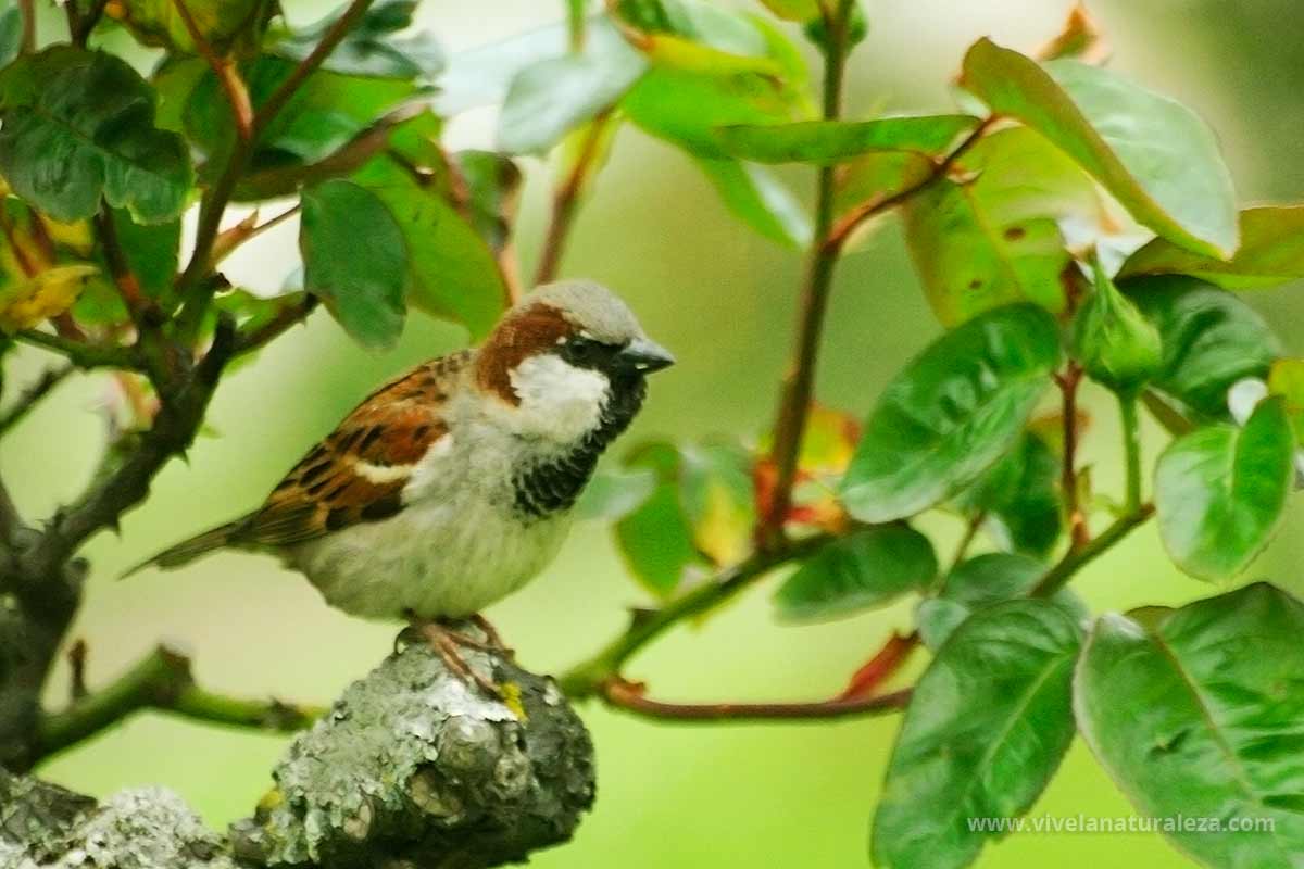 Gorrión común - Passer domesticus - Vive la Naturaleza