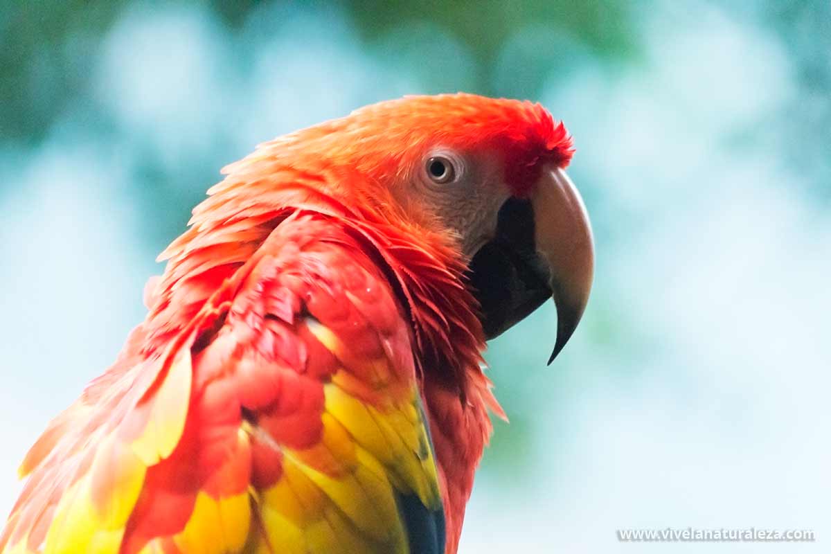 Guacamayo rojo - Ara macao - Vive la Naturaleza
