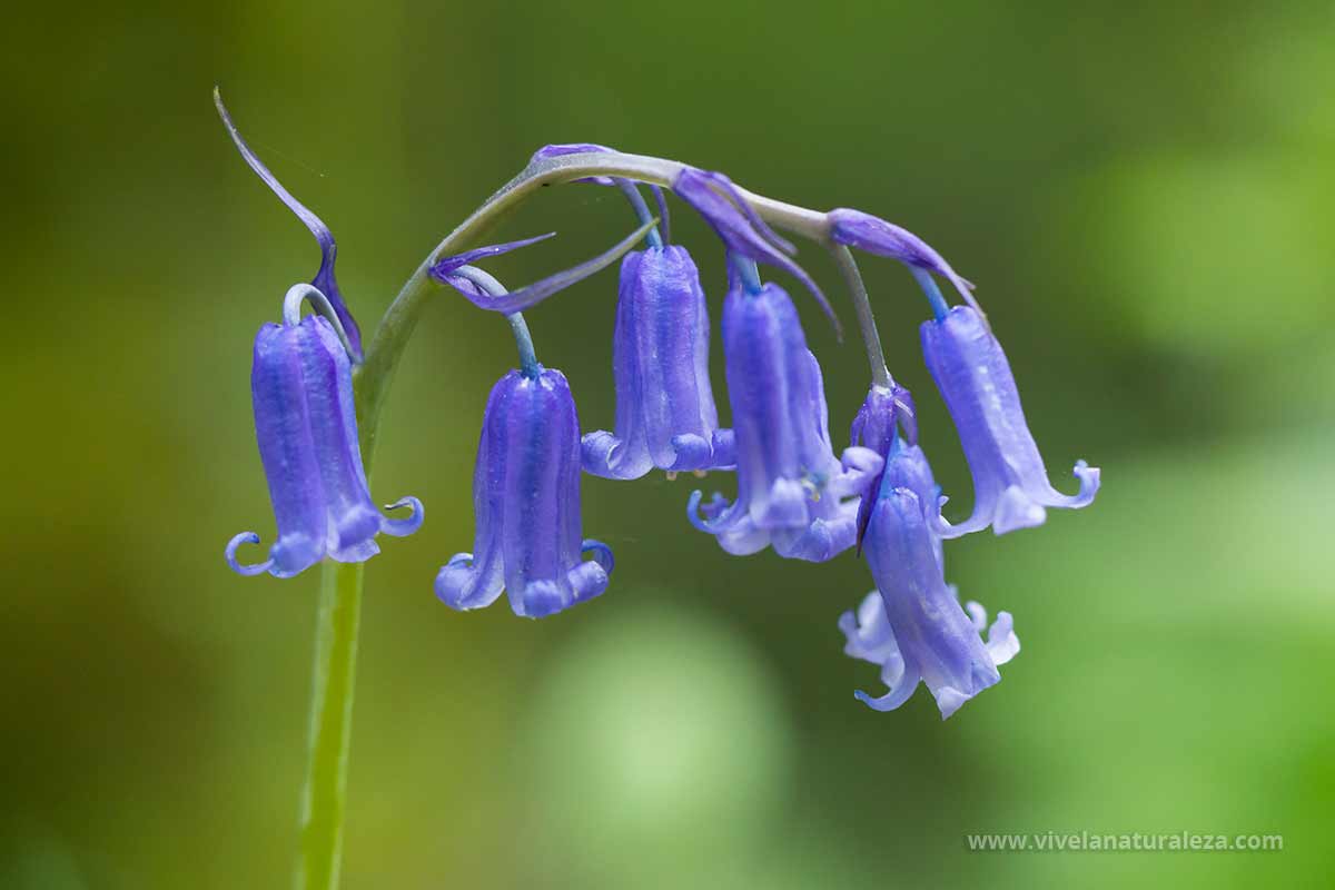 Jacinto de los bosques o jacinto silvestre - Hyacinthoides non-scripta