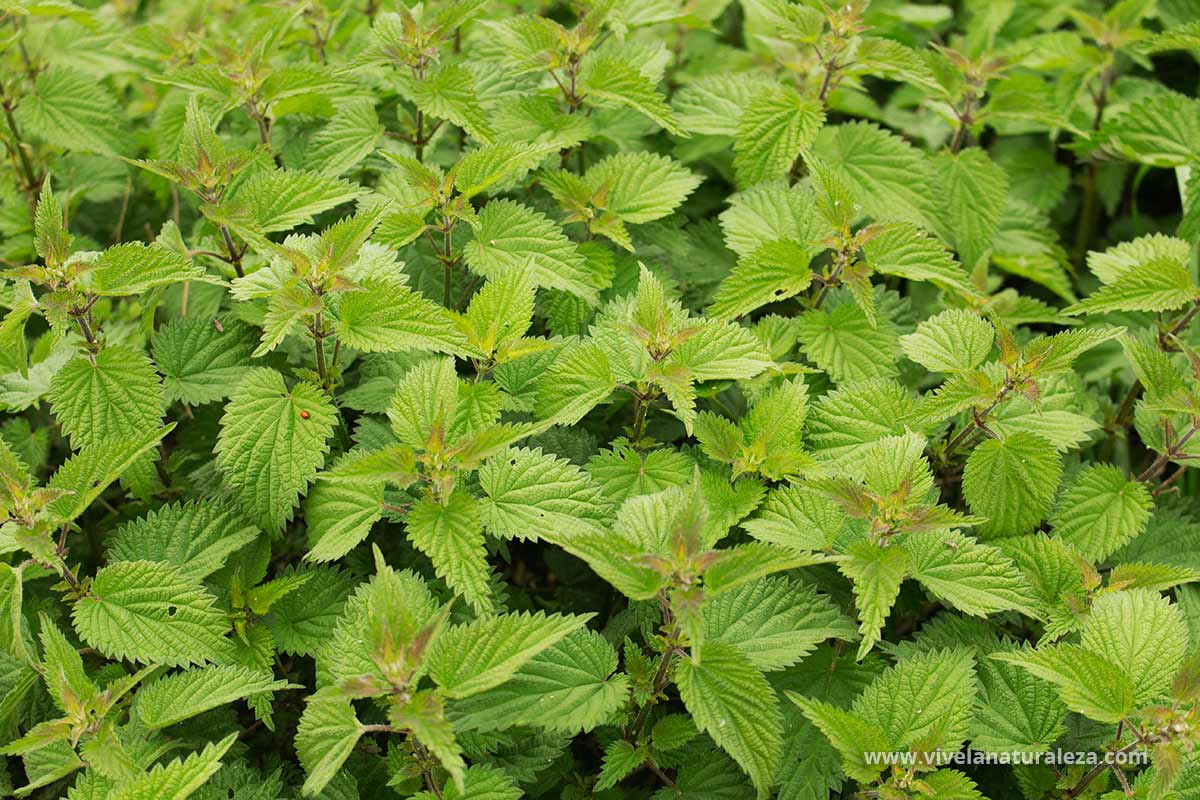 Las virtudes de la Ortiga mayor - Urtica dioica - Vive la Naturaleza