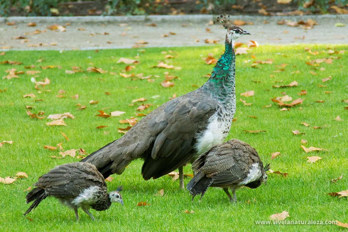 Pavo Real Pavo Cristatus Vive La Naturaleza