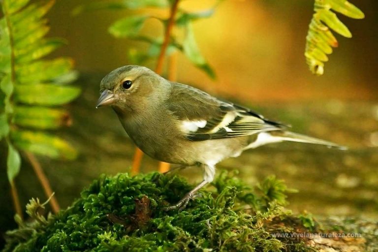 Pinzón común - Fringilla coelebs - Vive la Naturaleza