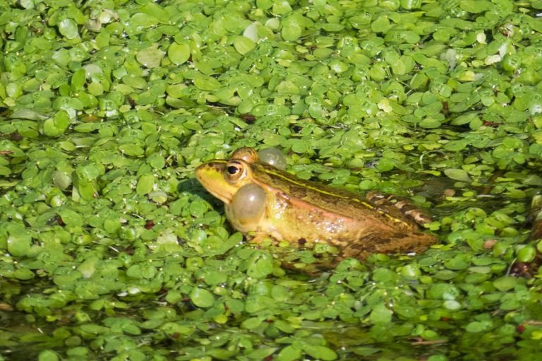Rana común - Pelophylax perezi - Vive la Naturaleza