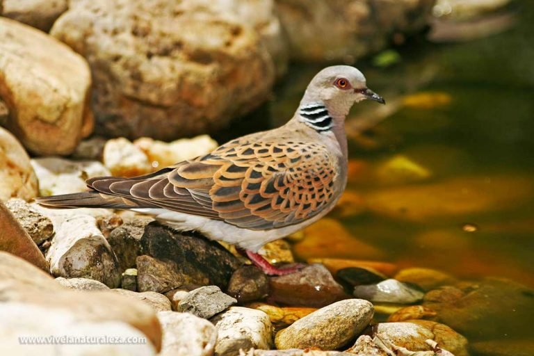Tórtola común - Streptopelia turtur - Vive la Naturaleza