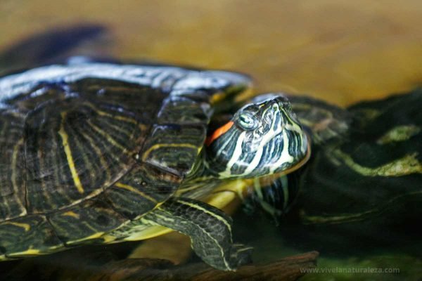 Tortuga de Florida o Jicotea elegante - Trachemys scripta elegans