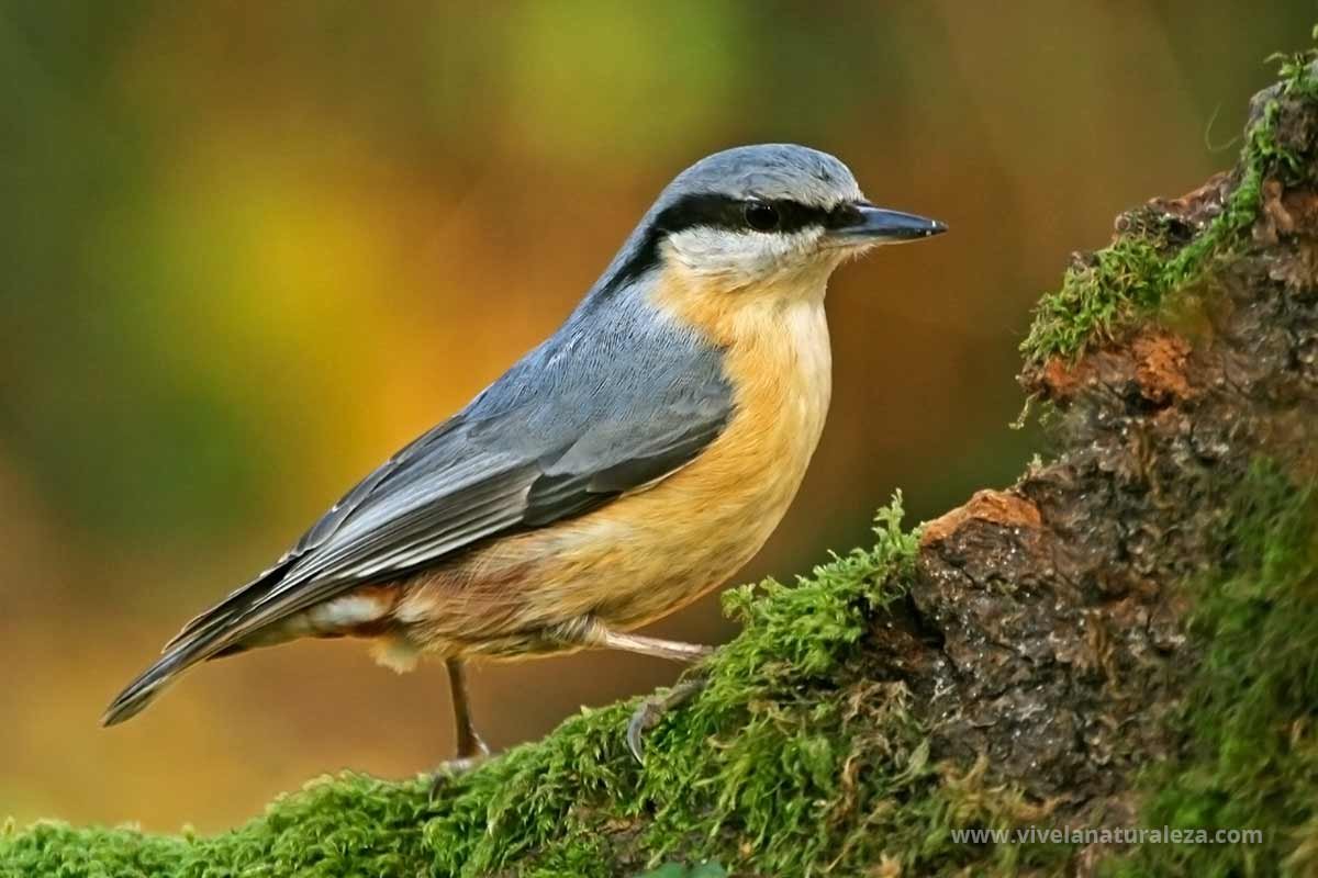 Trepador azul - Sitta europea - Vive la Naturaleza