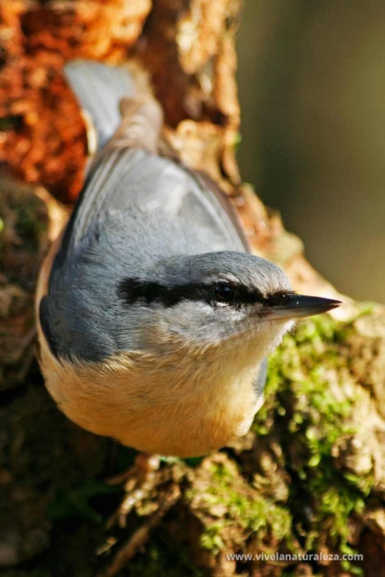 Trepador azul - Sitta europea - Vive la Naturaleza
