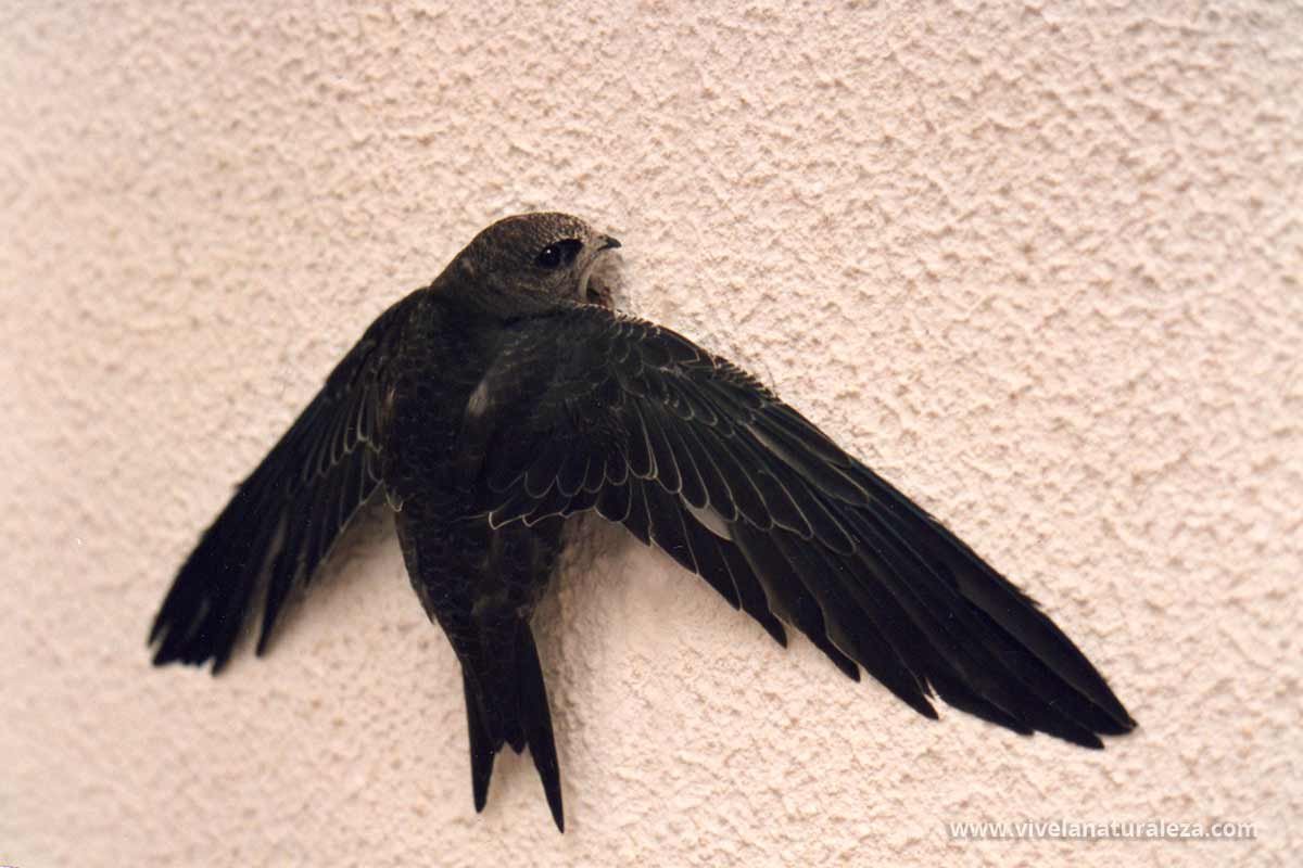 Vencejo común - Apus apus: una ave espectacular - Vive la Naturaleza