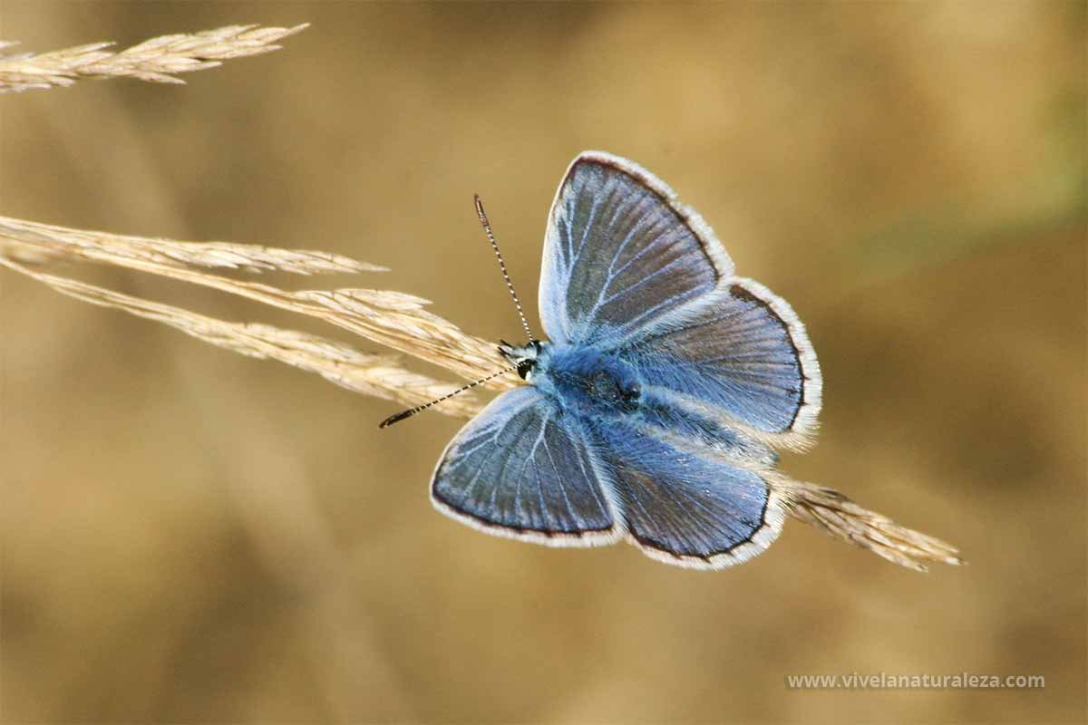 Polyommatus icarus – mariposa ícaro - Vive la Naturaleza
