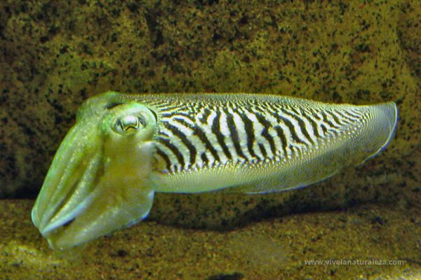 La sepia o choco - Sepia officinalis - Vive la Naturaleza