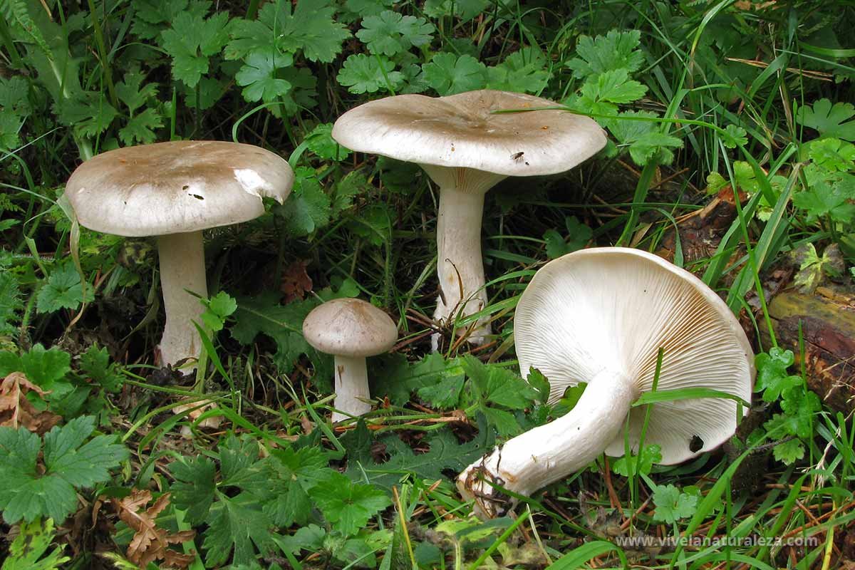 Clitocybe nebularis – Pardilla - Vive la Naturaleza