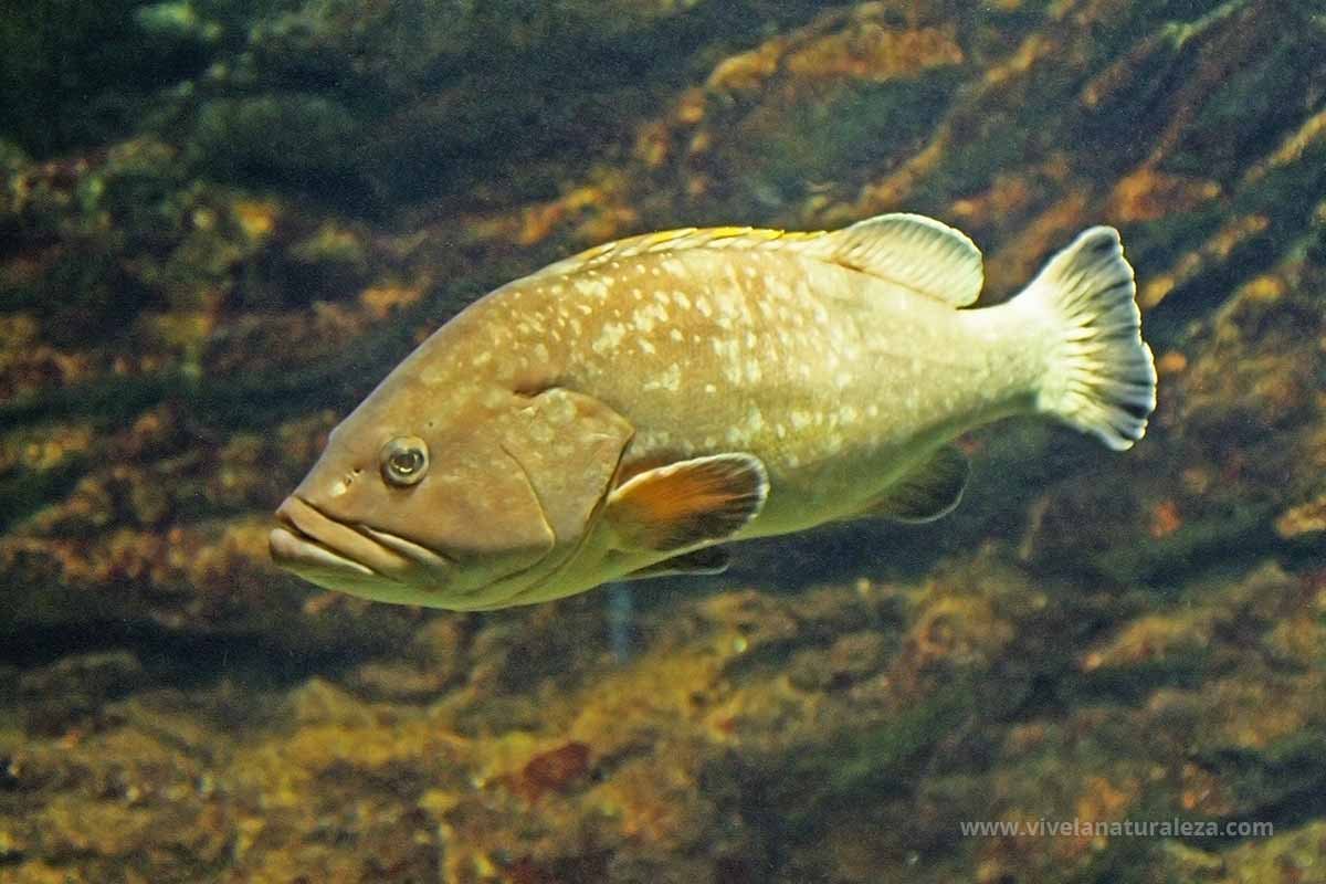 Mero - (Epinephelus marginatus, Epinephelus guaza) - Vive la Naturaleza