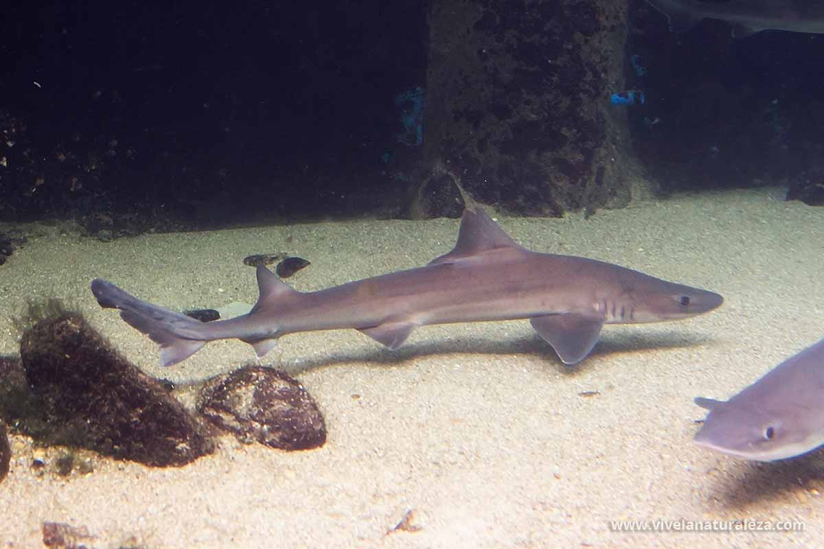 Musola lisa - Mustelus mustelus - Vive la Naturaleza