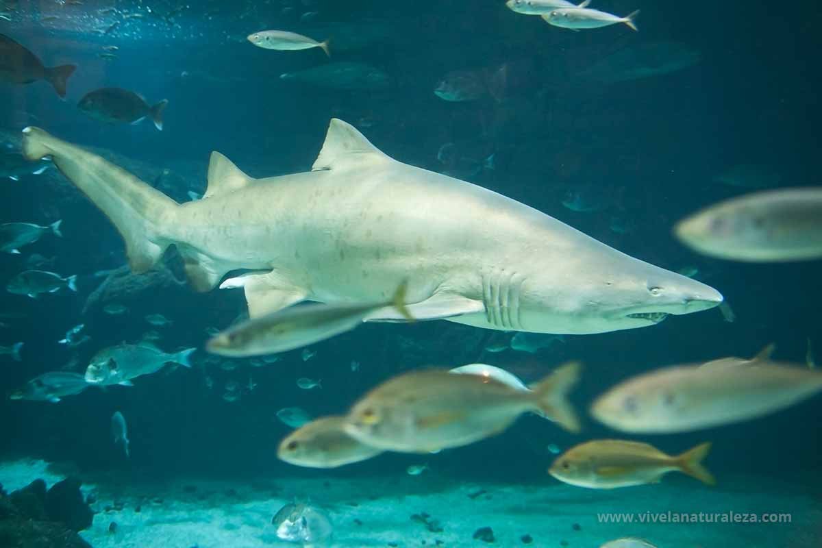 Tiburón toro – Carcharias Taurus, Odontaspis Taurus - Vive la Naturaleza
