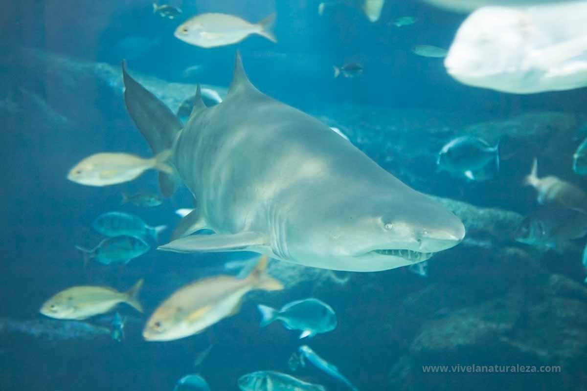 Tiburón toro – Carcharias Taurus, Odontaspis Taurus - Vive la Naturaleza